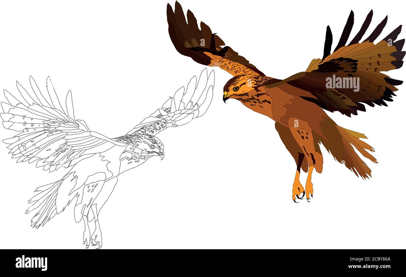 Bird of prey. Vector inages. White background Stock Vector Image & Art ...