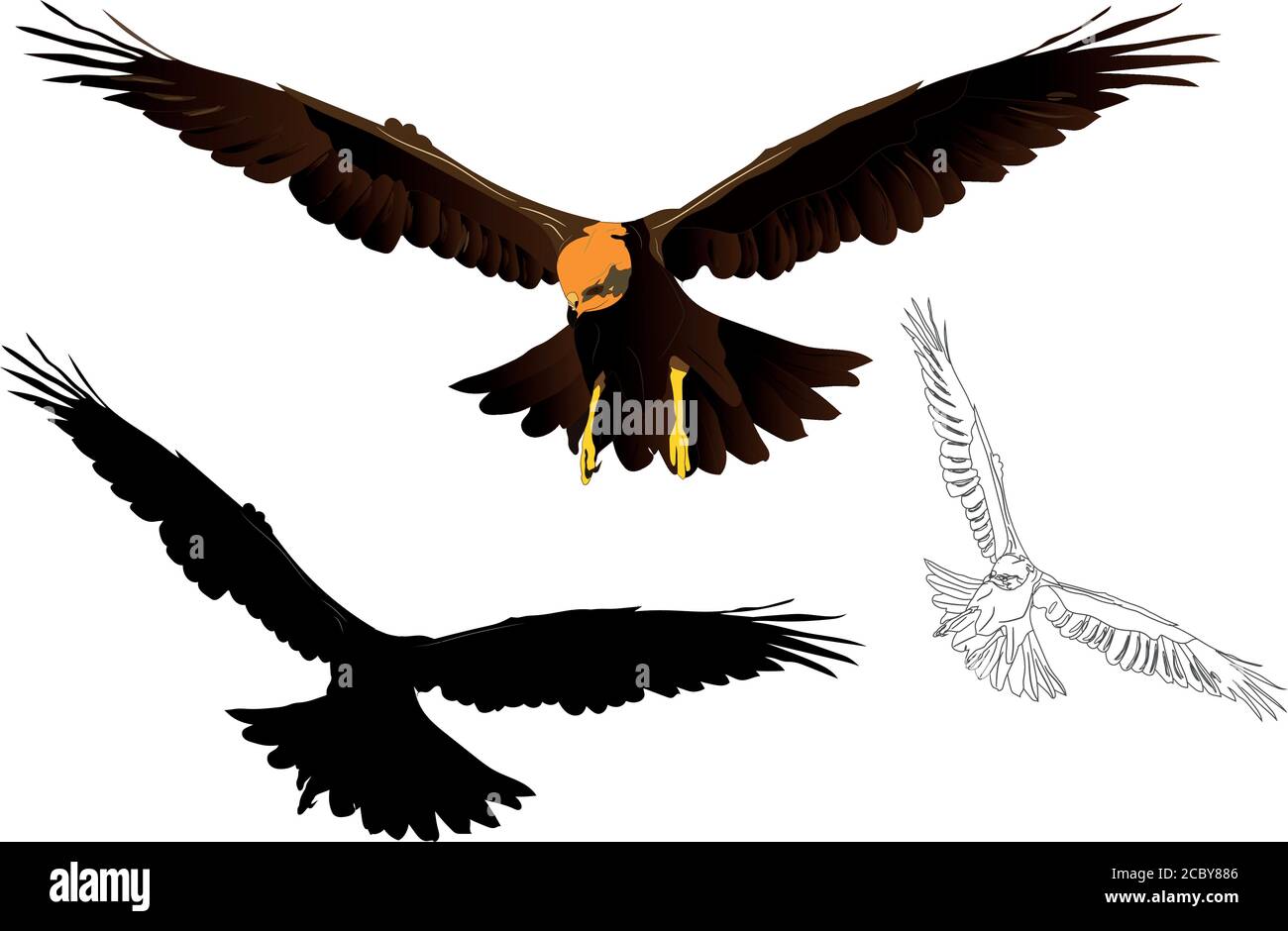 Bird of prey. Vector inages. White background Stock Vector Image & Art ...