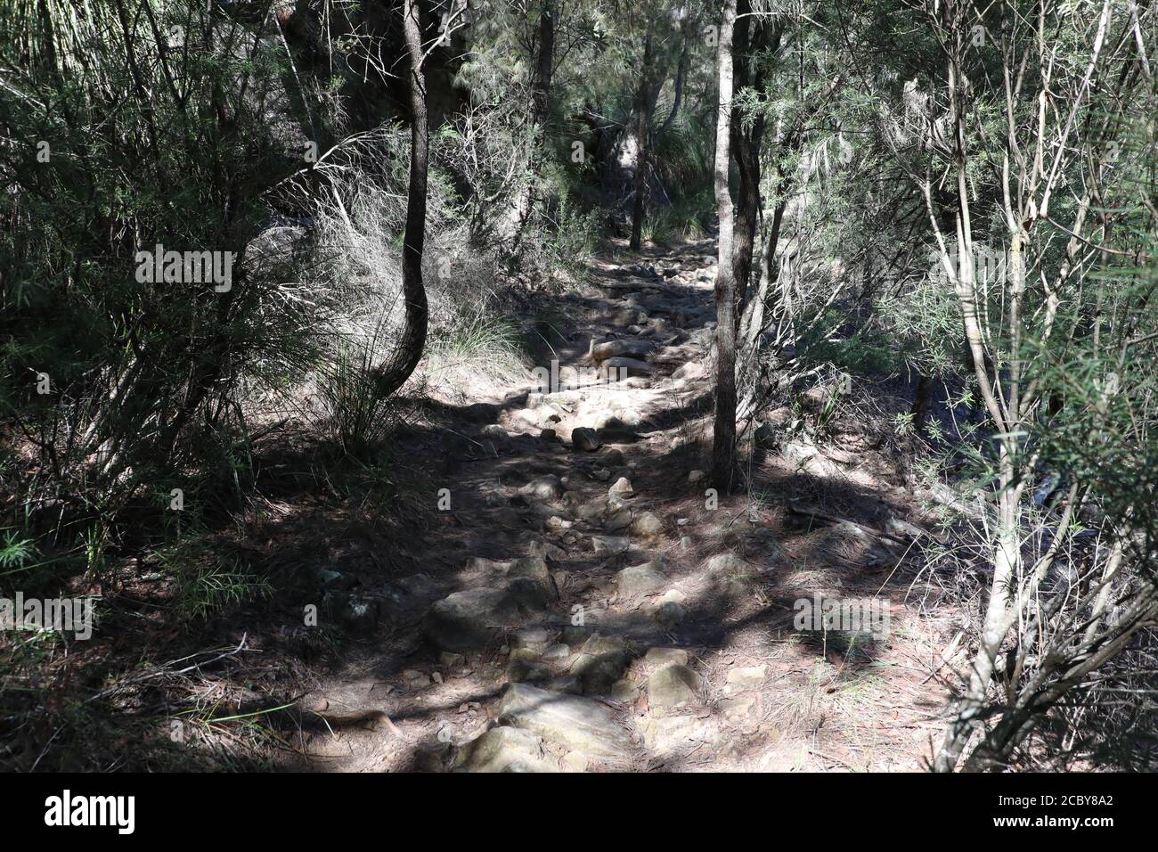 Riverside Walk, Lane Cove National Park, Sydney, NSW, Australia Stock ...