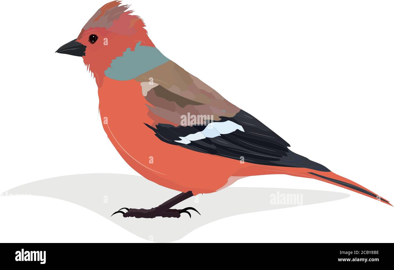 Cute Common Chaffinch. Vector image. White background Stock Vector ...
