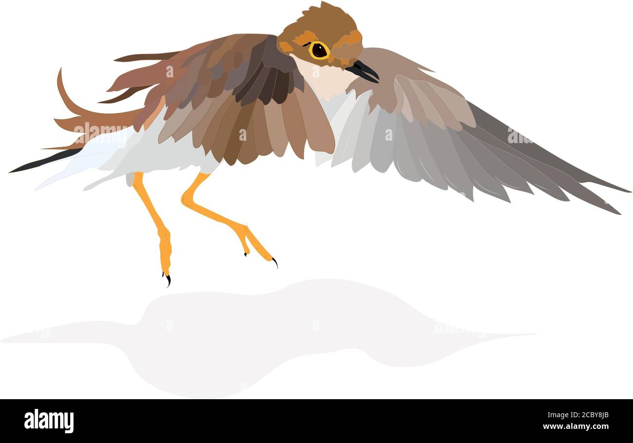 Shore birds. Vector image set. White background Stock Vector Image ...