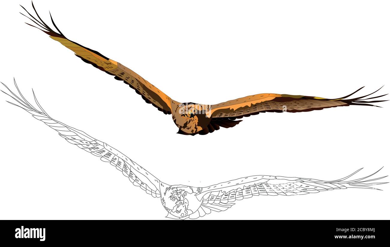 Bird of prey. Vector inages. White background Stock Vector Image & Art ...