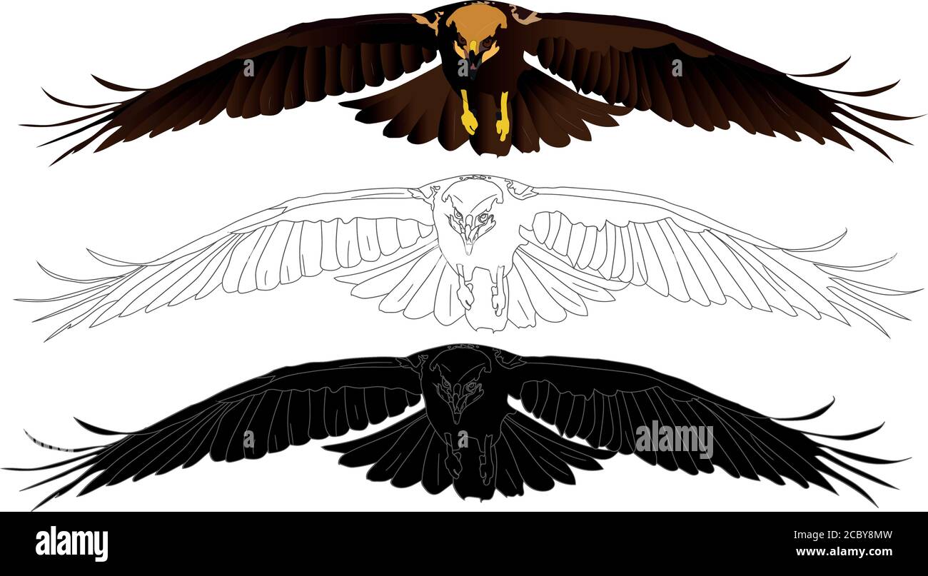 Bird of prey. Vector inages. White background Stock Vector Image & Art ...
