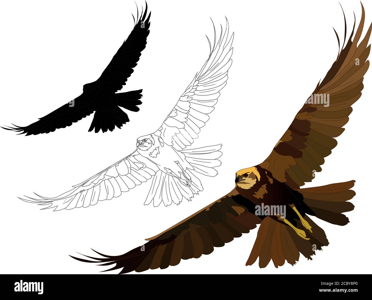 Bird of prey. Vector inages. White background Stock Vector Image & Art ...