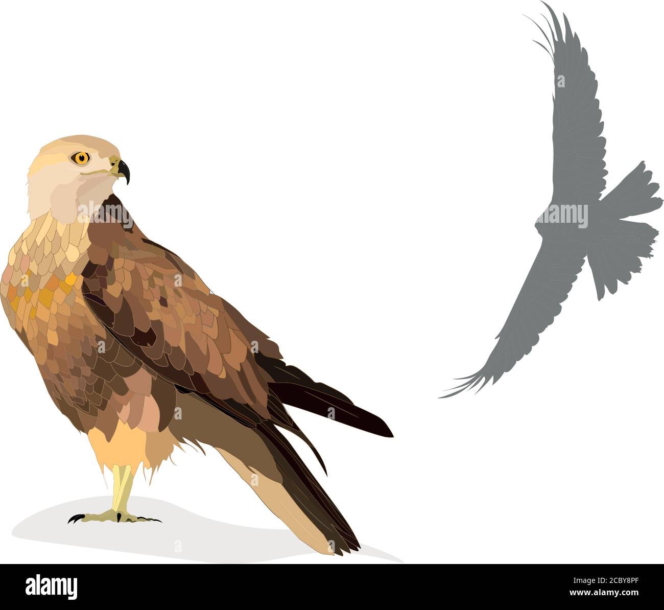 Bird of prey. Vector images. White background Stock Vector Image & Art ...