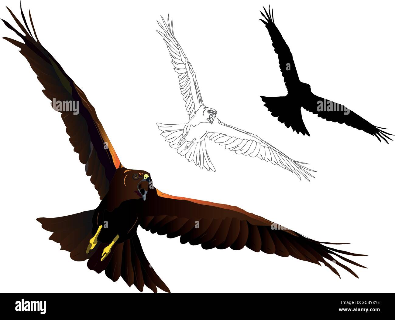 Bird of prey. Vector images. White background Stock Vector Image & Art ...