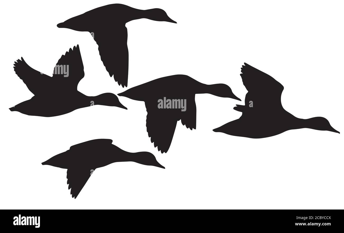 Flying duck. Realistic Vector image. White background. Common Duck: Red ...