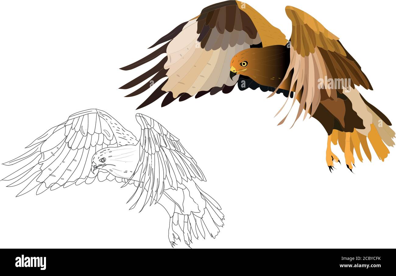 Bird of prey. Vector image. White background Stock Vector Image & Art ...