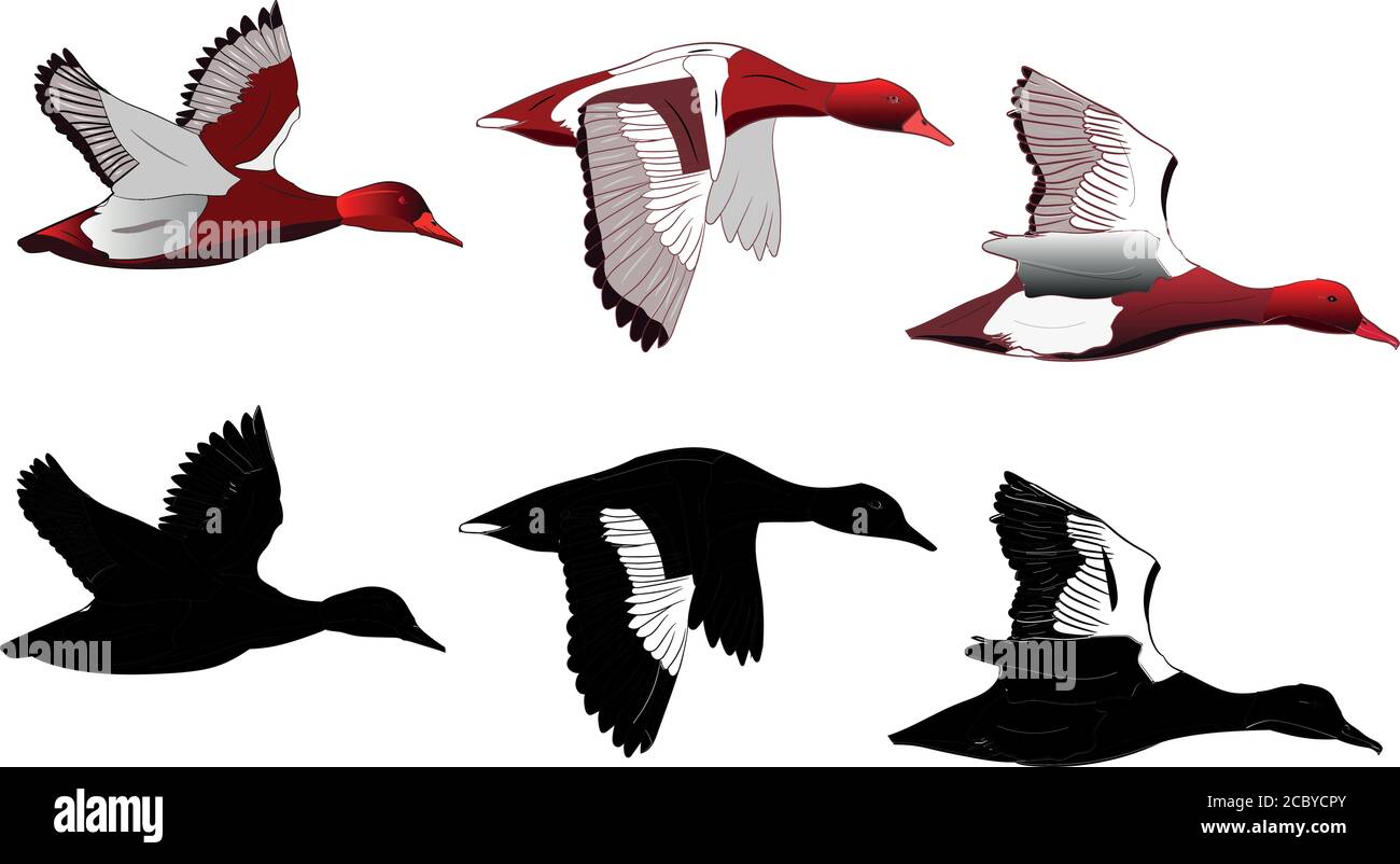 Flying duck. Realistic Vector image. White background. Common Duck: Red ...