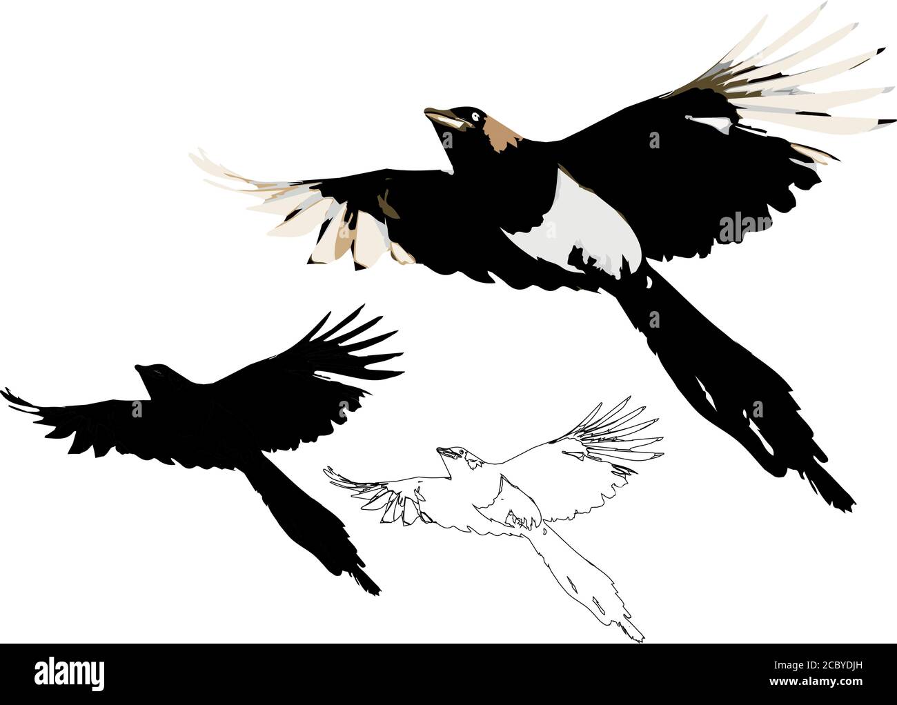 Flying crow. Vector image. Magpie. White background. Magpie Stock ...