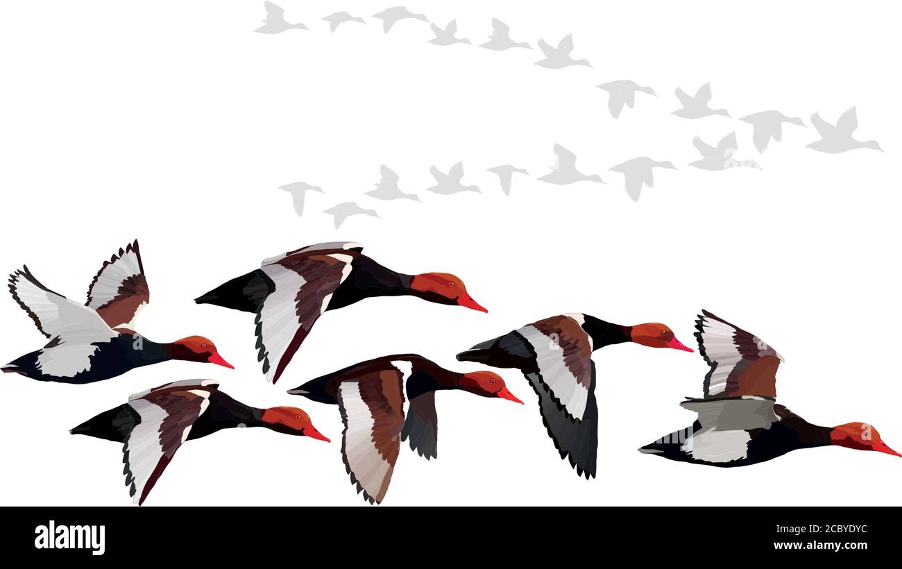 Flying duck. Realistic Vector image. White background. Common Duck: Red ...