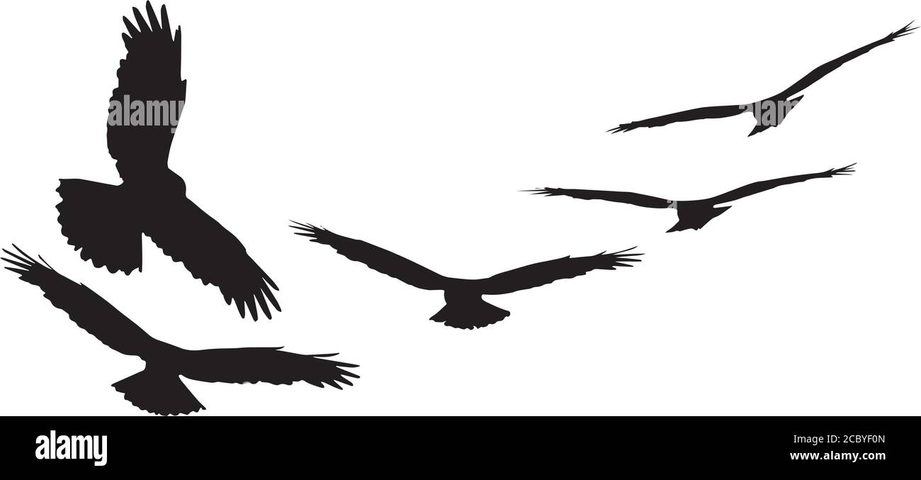 Bird of prey. Vector image. White background Stock Vector Image & Art ...