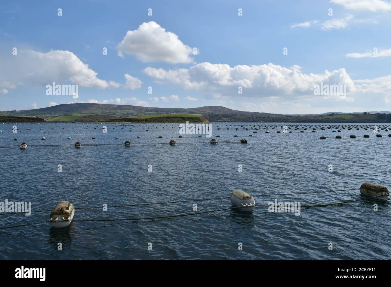 Bantry Bay Mussels rope, Bantry, West Cork, Ireland Stock Photo - Alamy