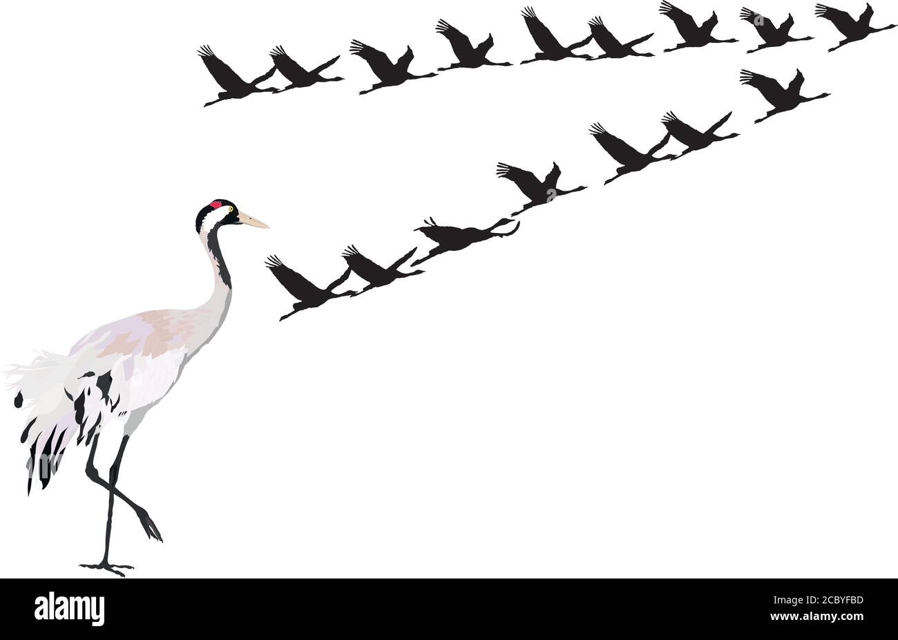 Flying bird. Vector birds. White background Stock Vector Image & Art ...