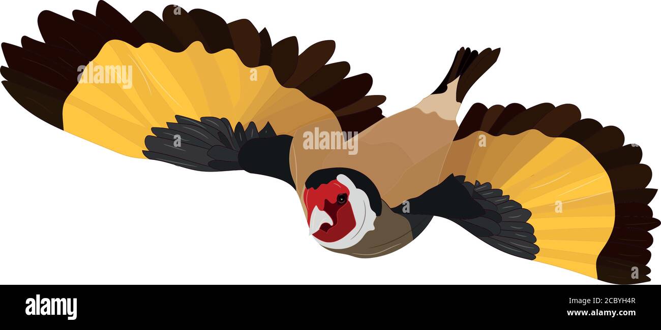 Flying bird. Vector birds. White background Stock Vector Image & Art ...