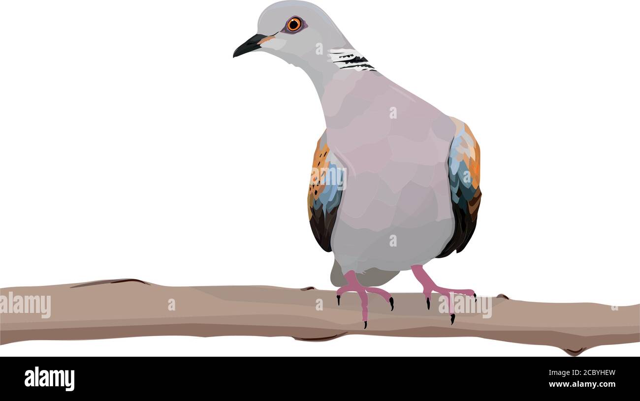 Turtledove Stock Vector Images - Alamy