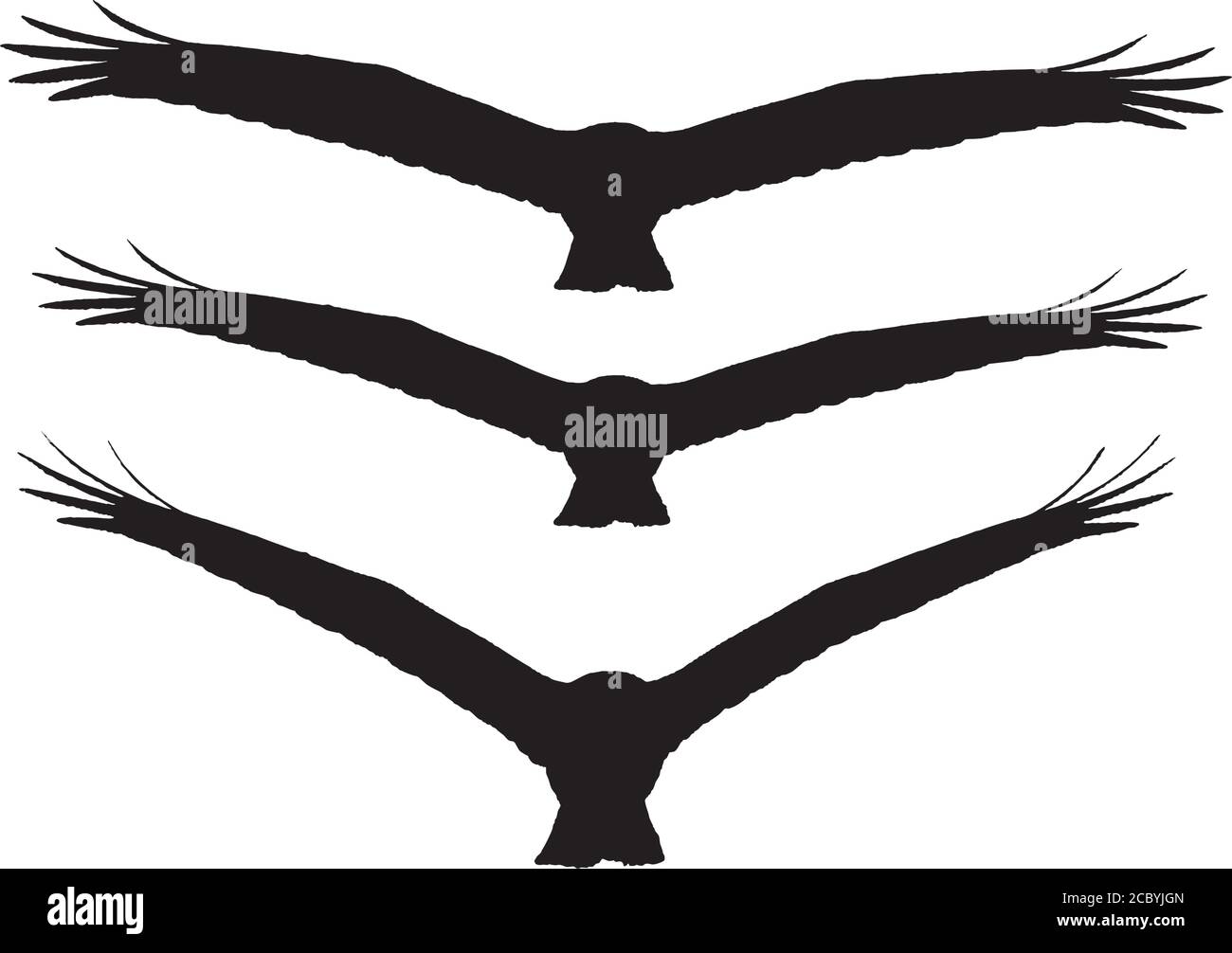 Bird of prey. Vector image. White background Stock Vector Image & Art ...