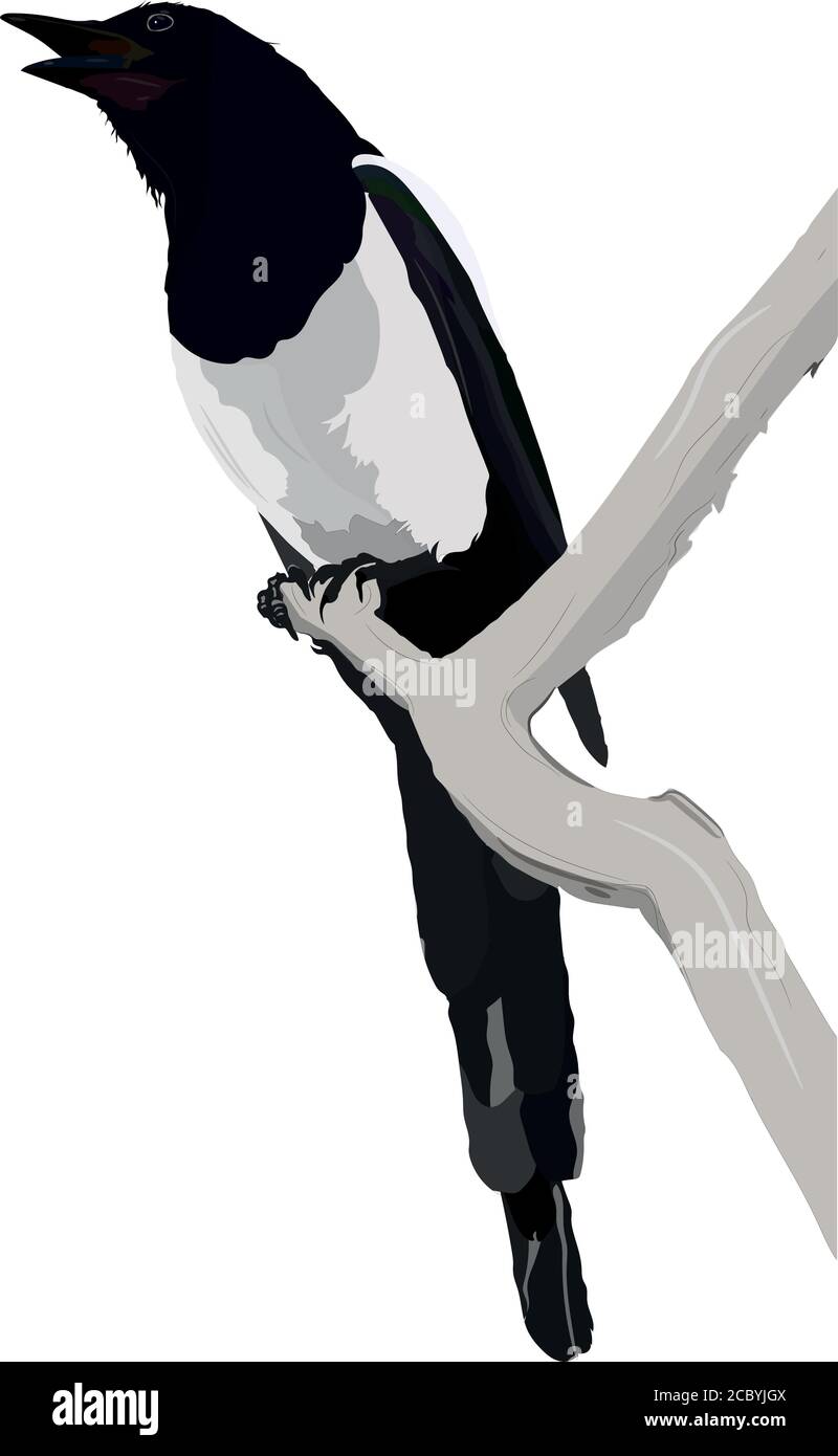 Black white crow. Dry branch. Vector image. Eurasian Magpie Stock ...