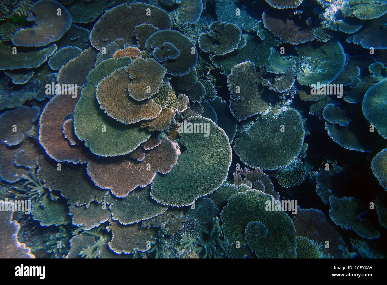 Healthy plate Acropora coral colonies, Moore Reef, Great Barrier Reef ...