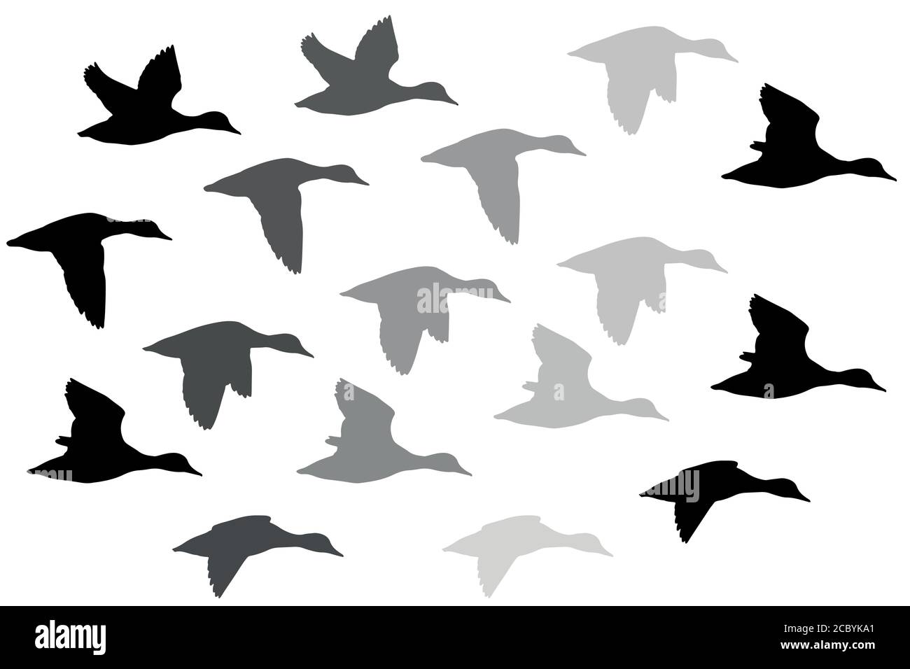 Flying duck. Realistic Vector image. White background. Common Duck: Red ...