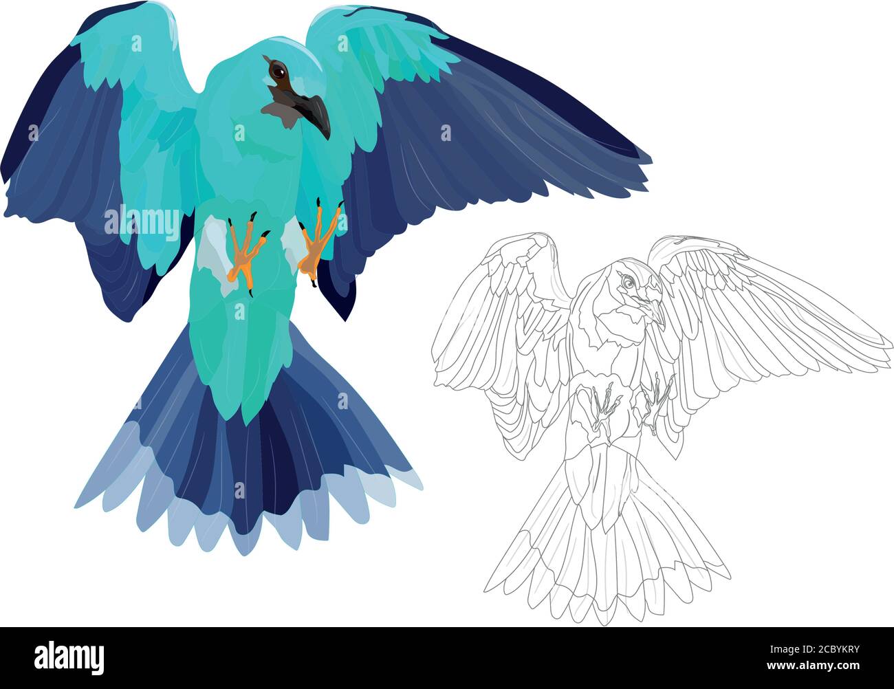 Roller birds Stock Vector Images - Alamy