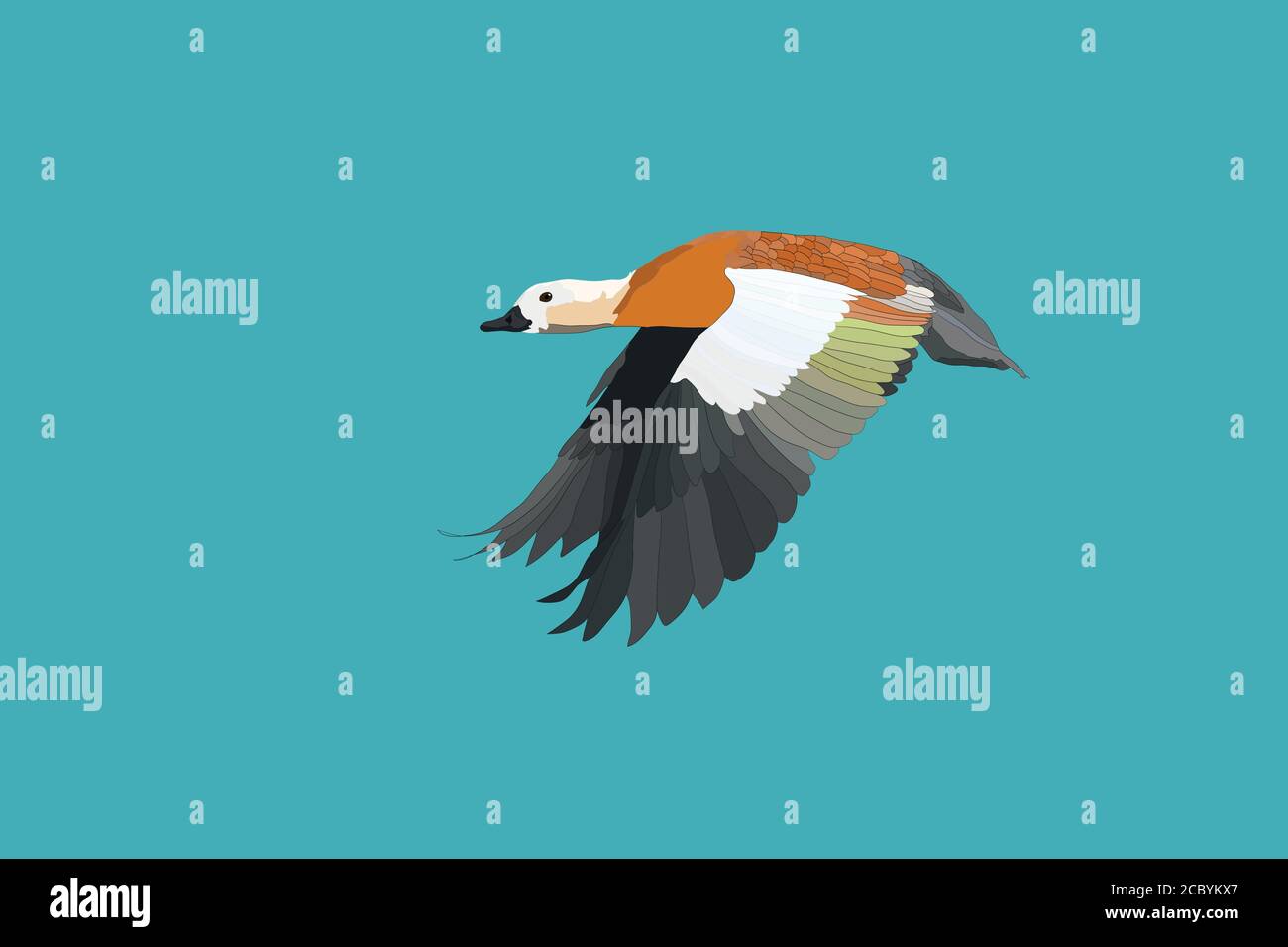Flying shelduck Stock Vector Images - Alamy