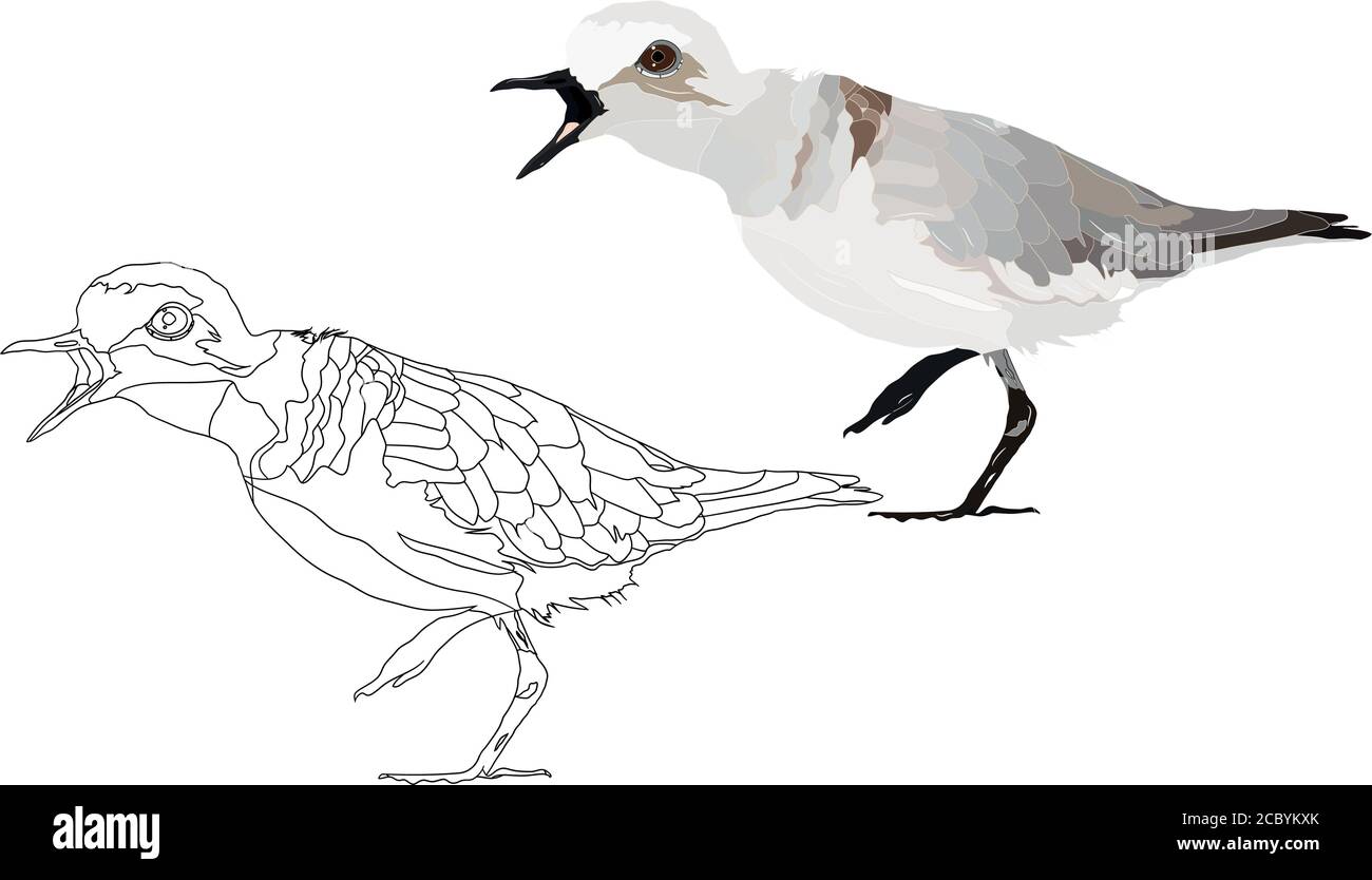 Shore birds. Vector image set. White background Stock Vector Image ...