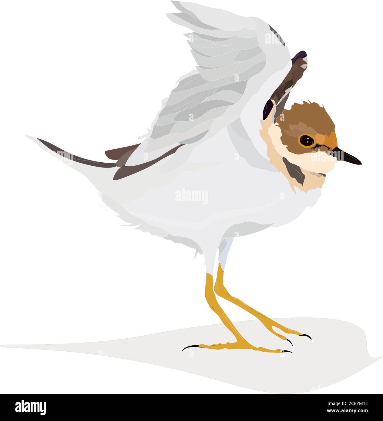 Shore birds. Vector image set. White background Stock Vector Image ...