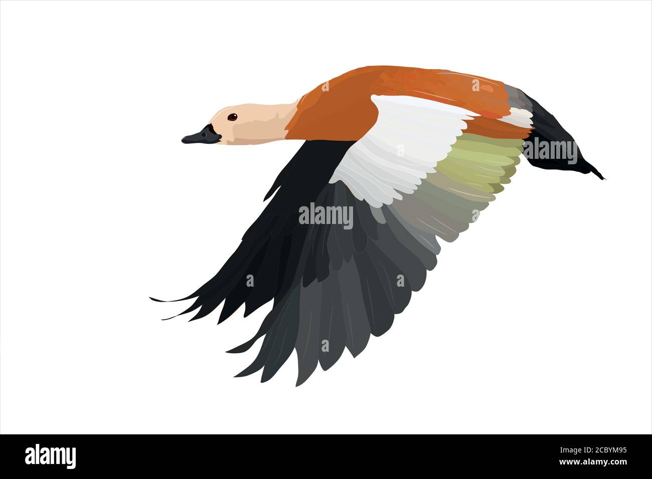 Flying shelduck Stock Vector Images - Alamy