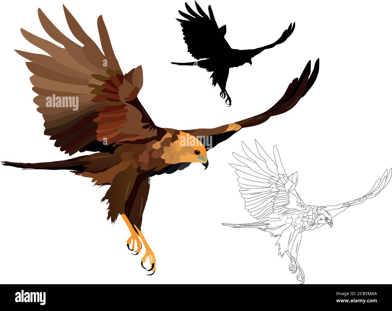 Bird of prey. Vector image. White background Stock Vector Image & Art ...