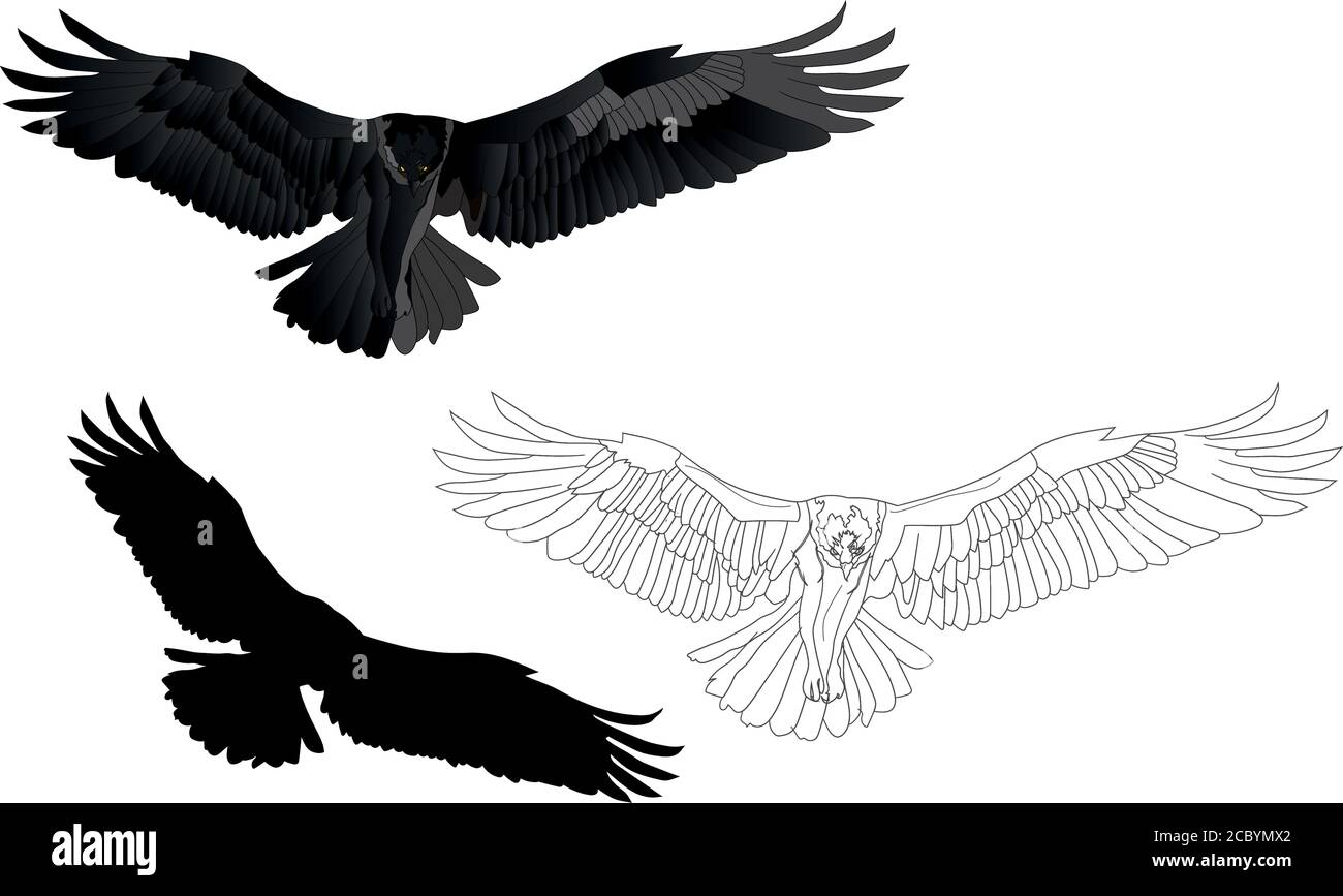 Bird of prey. Vector image. White background Stock Vector Image & Art ...