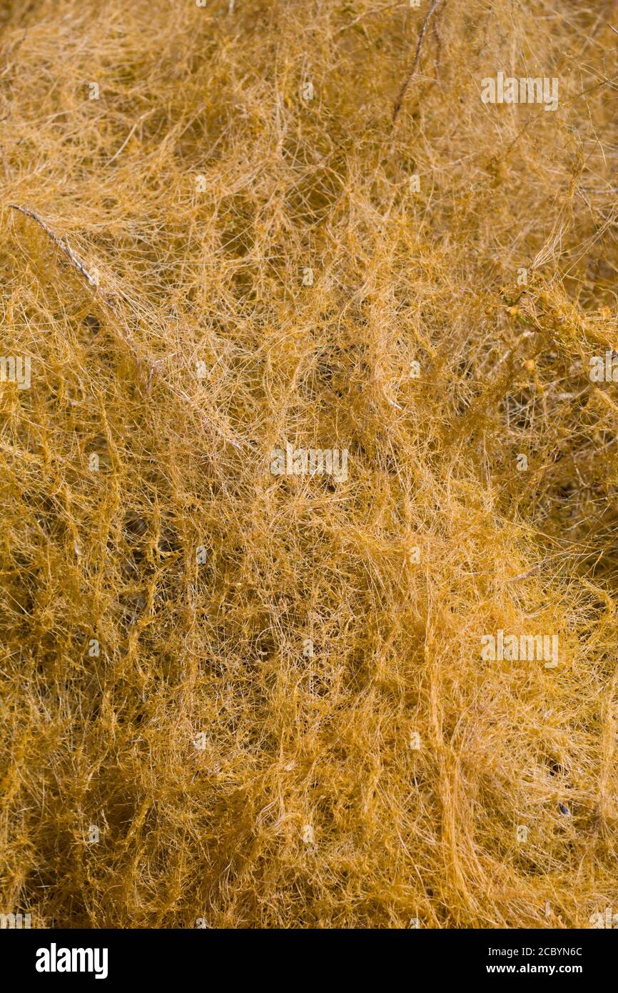 Tan stems, Desert Dodder, Cuscuta Denticulata, Convolvulaceae, native ...
