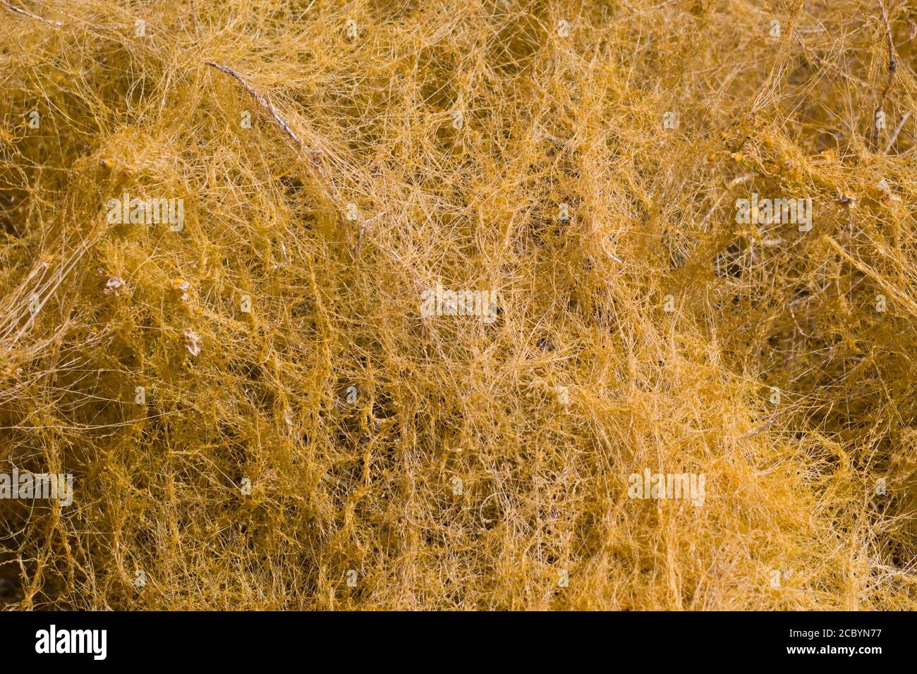 Tan stems, Desert Dodder, Cuscuta Denticulata, Convolvulaceae, native ...