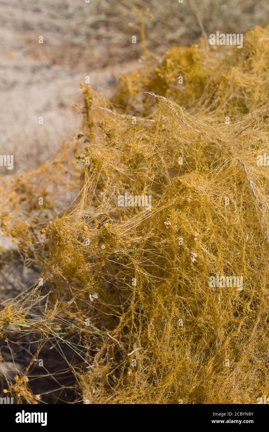 Tan stems, Desert Dodder, Cuscuta Denticulata, Convolvulaceae, native ...