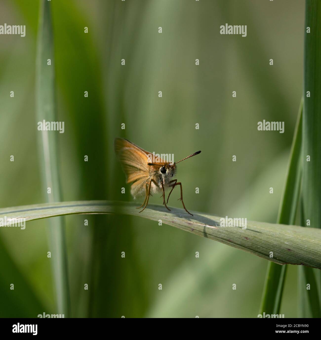 A skipper insect peeking emerging from tall grass Stock Photo - Alamy