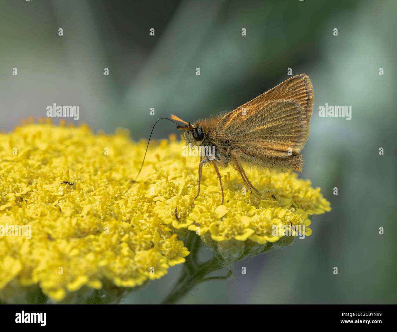 Skipper insect hi-res stock photography and images - Alamy