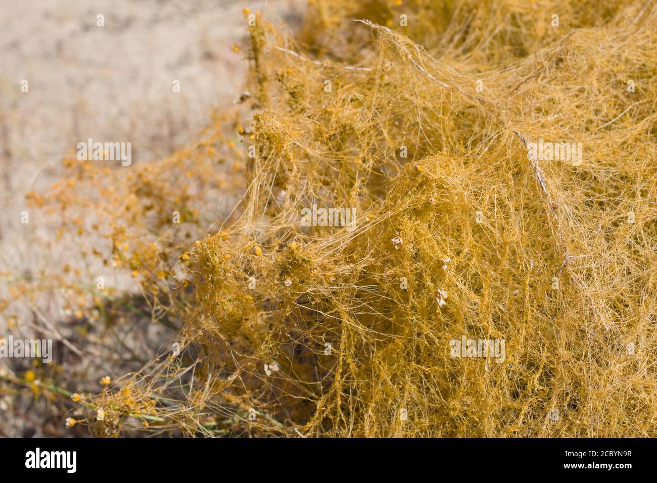 Tan stems, Desert Dodder, Cuscuta Denticulata, Convolvulaceae, native ...
