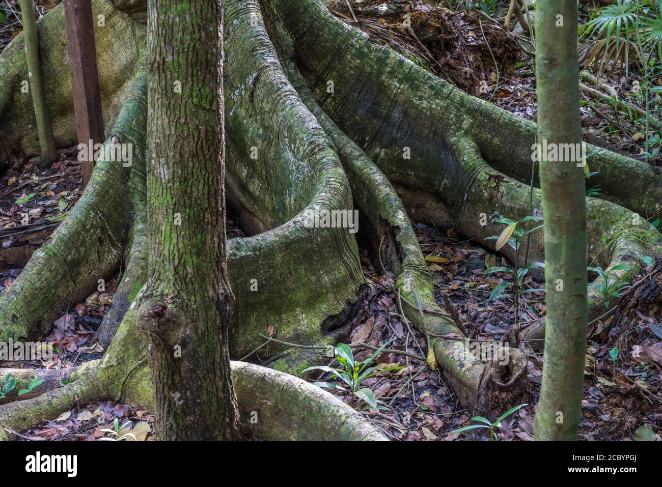 Buttress tree roots in the tropical rainforest in the Sian Ka'an UNESCO ...
