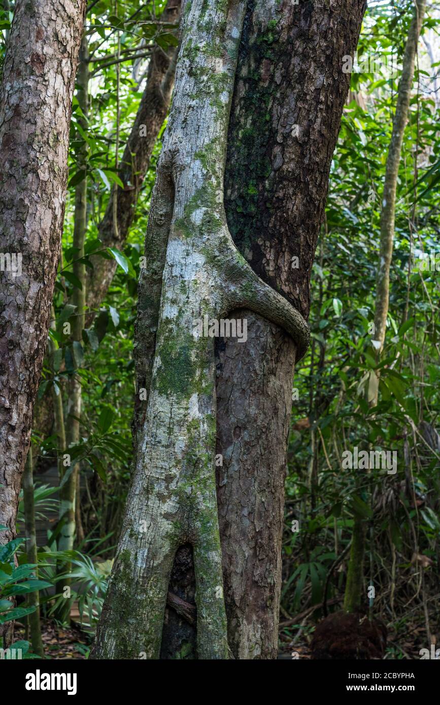 A strangler fig wraps around a tree in the tropical rainforest in the ...