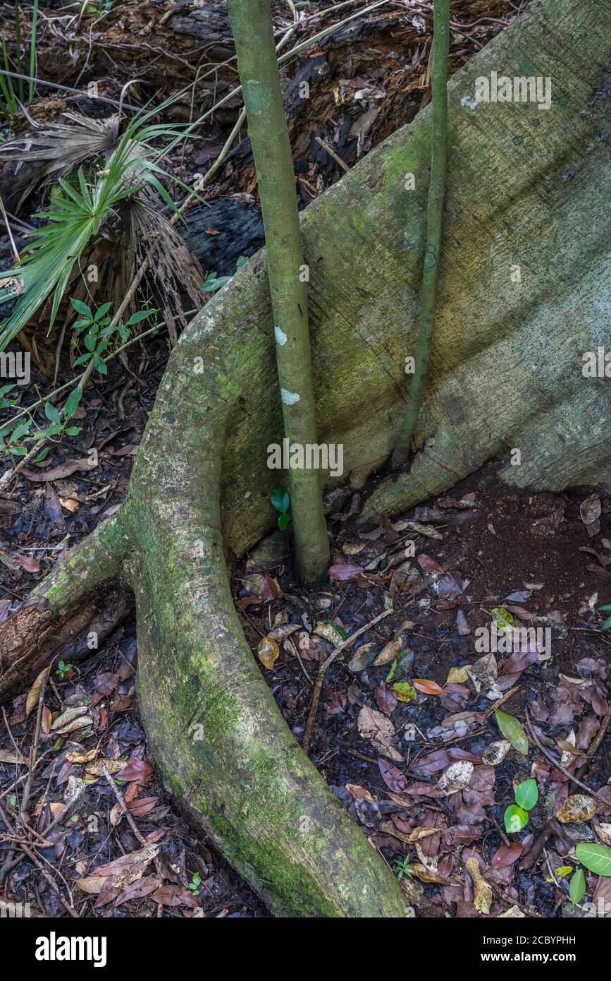 Buttress tree roots in the tropical rainforest in the Sian Ka'an UNESCO ...