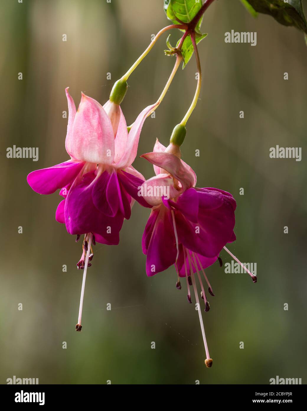 Flowers in the Genus Fuchsia in bloom in the gardens of the Hotal Santo ...