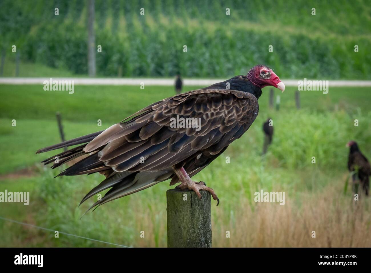 A turkey vulture perches on a post among cornfields Stock Photo - Alamy