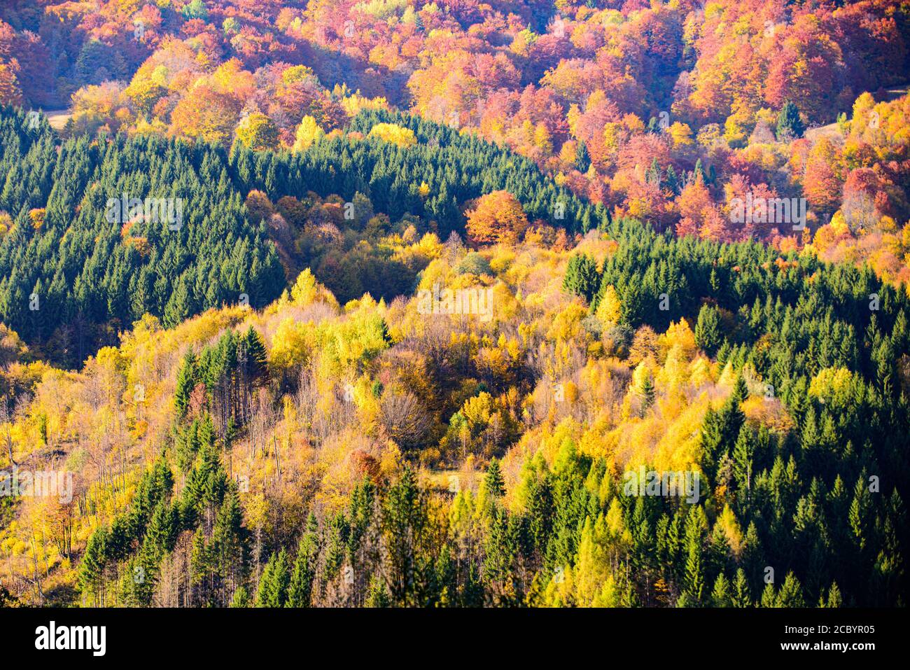 Foliage Background High Resolution Stock Photography and Images - Alamy