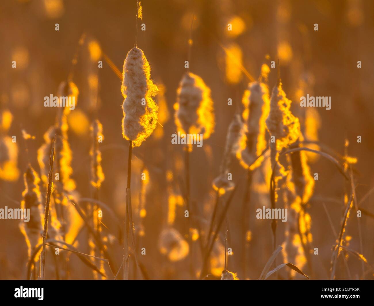Seeds of bulrush typha latifolia hi-res stock photography and images ...