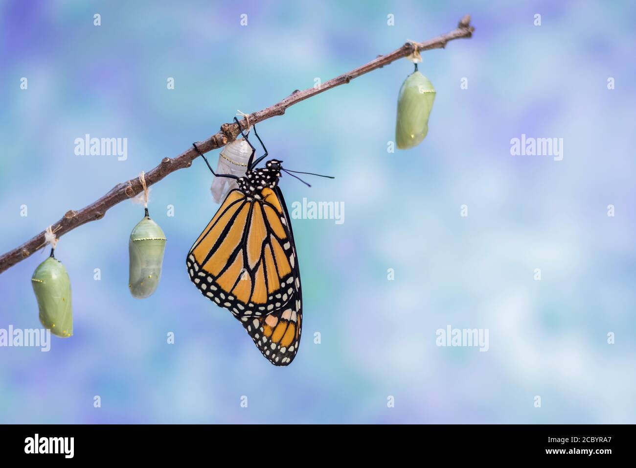 Monarch butterfly emerges from egg hi-res stock photography and images ...