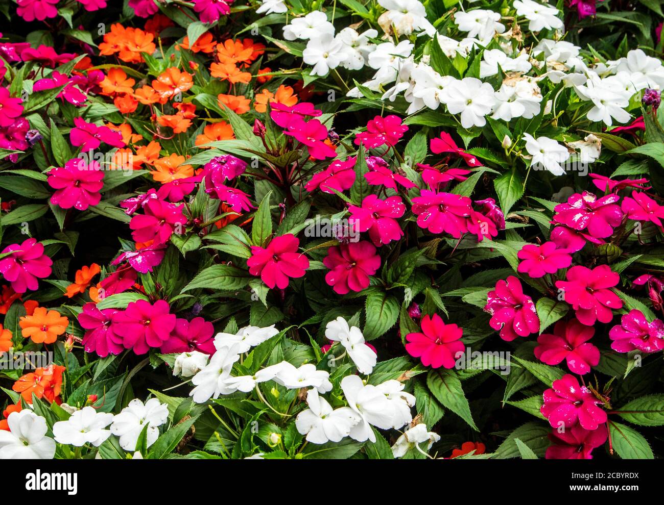 Layout of bright flowers on a street corner Stock Photo - Alamy