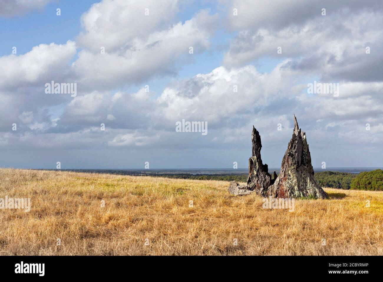 Old weathered tree stump, Augusta, Western Australia Stock Photo - Alamy