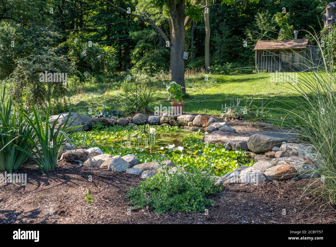A backyard pond and a storage shed Stock Photo - Alamy