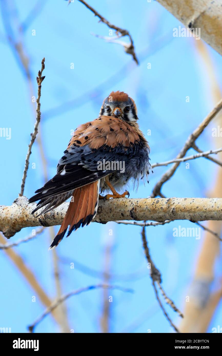 The American Kestrel Falco sparverius is North America's smallest ...