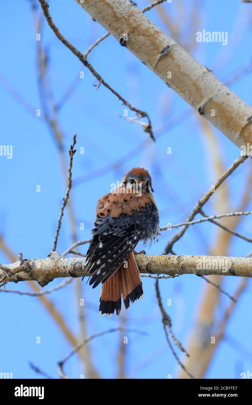 The American Kestrel Falco sparverius is North America's smallest ...